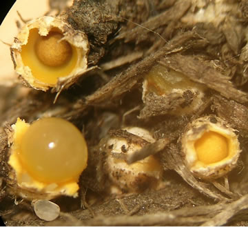 Sphaerobolus stellatus