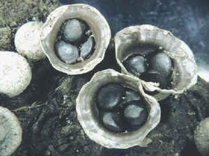 Cyathus olla