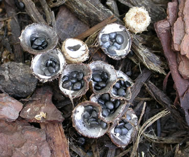 Cyathus stercoreus