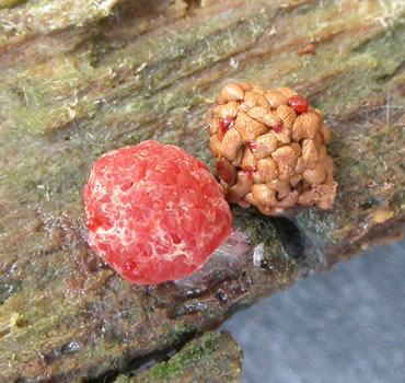 Tubifera ferruginosa