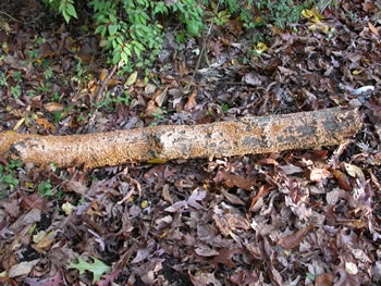 Stereum complicatum