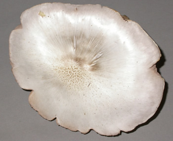 Pluteus cervinus