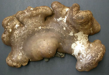 Fomitopsis betulina